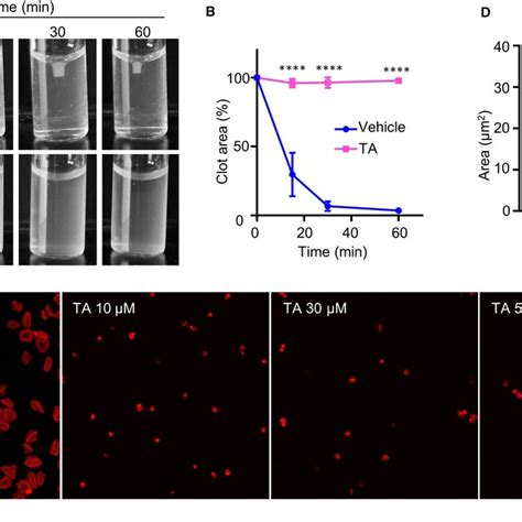 Ta Inhibits Platelet Clot Retraction And Spreading On Immobilized