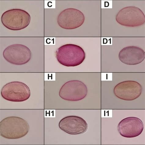 List Of Loranthaceae Species Studied Download Scientific Diagram