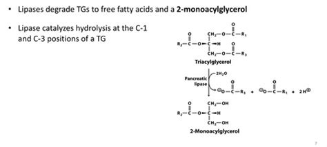 Lipid Metabolism Flashcards Quizlet
