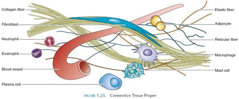 Connective Tissue
