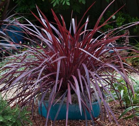 Cordyline Designer Burgundy Granton Plants Hobart