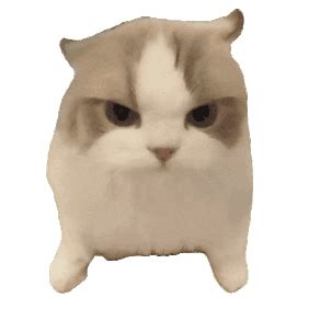 Cc猫 动图 免费下载 爱给网