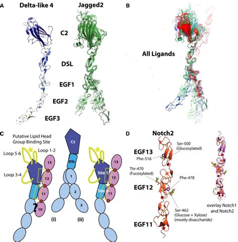 Structural And Functional Dissection Of The Interplay Between Lipid And Notch Binding By Human
