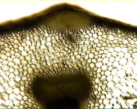 Celery Cells Under Microscope