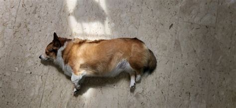 Chonk Chart Rgenshinmemepact