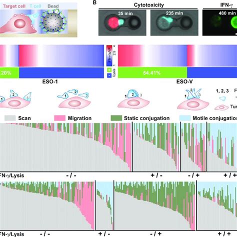 Fundamental Working Principles Of The Hierarchical Loading Microwell Download Scientific