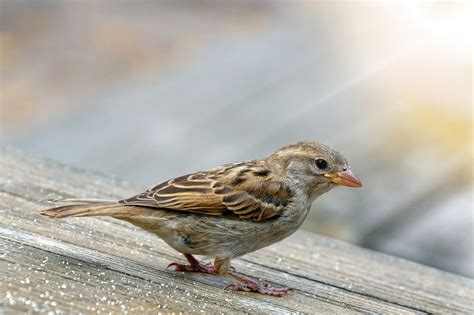 Que faire si vous trouvez un oiseau blessé La santé des animaux