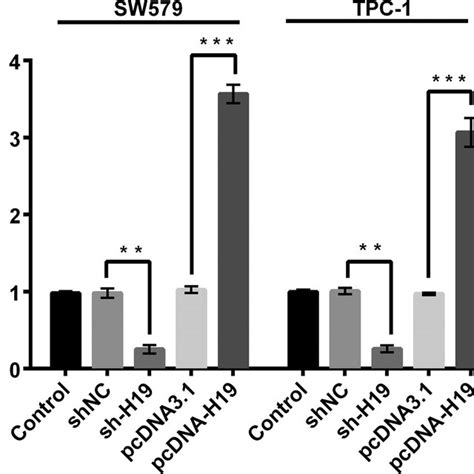 The Effects Of Long Noncoding Lncrna H19 On Cell Viability