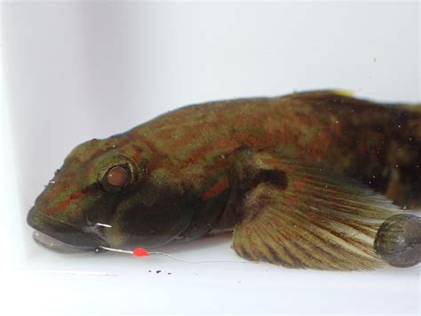 オオヨシノボリ20170701 Web魚図鑑