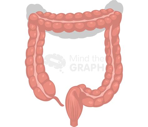 Free Large Intestine Segmental Resection Shape Front Icons Symbols