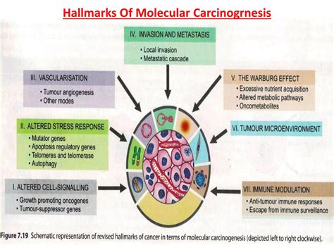Molecular Pathogenesis Of Carcinogenesis Ppt
