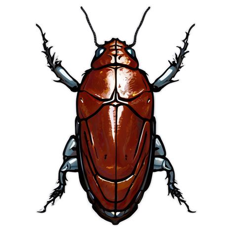 Download Roach Outline Png Khu2