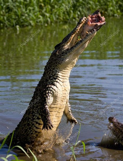 Pictures Killer Croc Cuban Crocodile Crocodylus Rhombifer — Stock