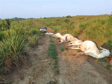 Sete animais morrem por descarga elétrica em queda de poste em fazenda