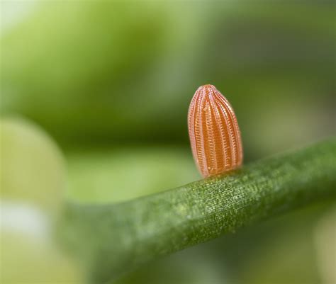 60 Free Butterfly Egg And Easter Images Pixabay
