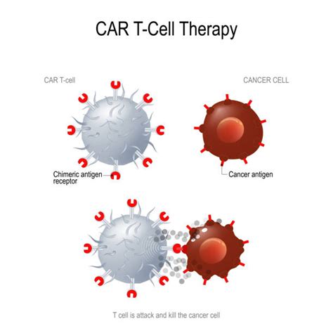 Suppressor T Cells