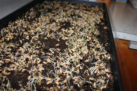 Cheers To Happy Making Spelt Grass Juice