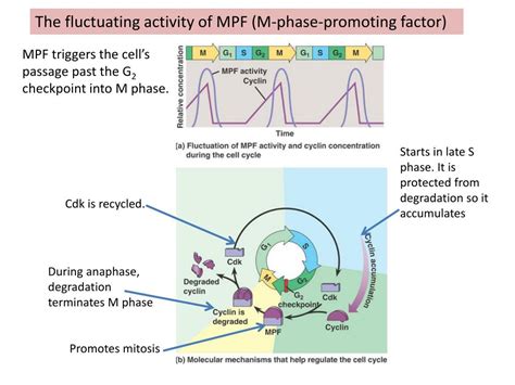Ppt The Cell Cycle Powerpoint Presentation Free Download Id2013286