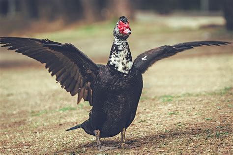 Bebek Angsa Burung Mudah Foto Gratis Di Pixabay Pixabay