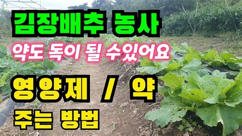 김장배추 영양제 약은 이렇게 주세요~ 김장배추 재배 김장무우 재배 김장배추 방제 김장배추 김장배추 영양제 김장배추 엽면시비 김장배추 재배방법