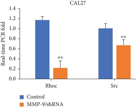 Knockdown Of Mmp 9 Suppresses Rhoc Src And F Actin Expression In