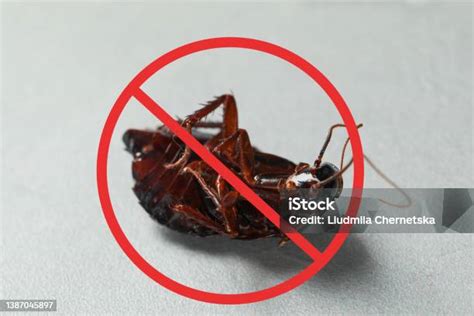 회색 배경에 빨간색 금지 기호와 죽은 바퀴벌레 해충 0명에 대한 스톡 사진 및 기타 이미지 0명 가정 생활 가정 주방