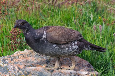 Blue No Longer The Dusky Grouse