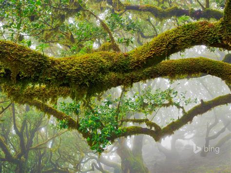 Laurel Trees Madeira Natural Park Portugal 2016 Bing Desktop Wallpaper