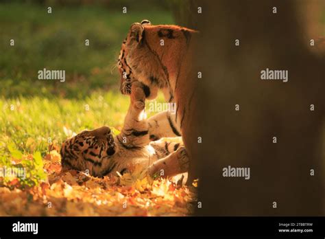 Cub Caressing His Mother Uk Adorable Images Show A Tiger Mum Teaching