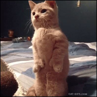 Cat Standing Up  Cat Standing Dennis Carr Flickr