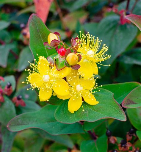 Hypericum Androsaemum Cherry Flowering Plant Scrub In Botany In Poland