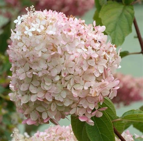 Pee Gee Hydrangea Seeds Etsy