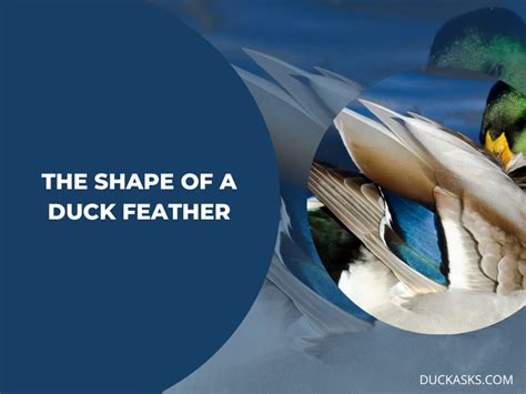 What Do Duck Feathers Look Like Duck Asks