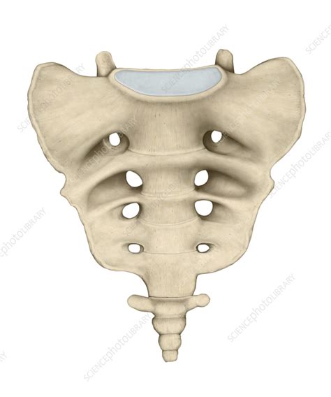 Sacrum Illustration Stock Image C055 3481 Science Photo Library