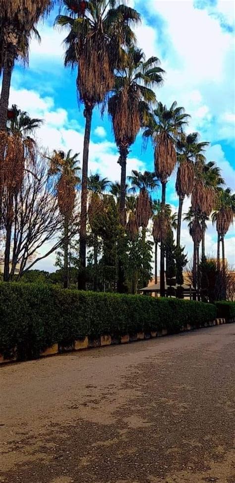 جامعة البلقاء التطبيقية 🎓 كلية اربد الجامعية 📖 Facebook