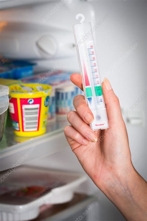 Woman Checking Temperature Of A Fridge Stock Image C034 6382 Science Photo Library