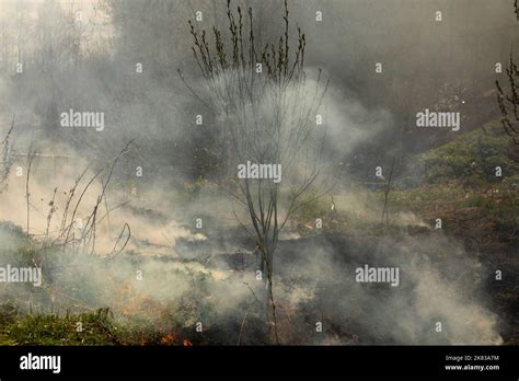 Fire In Forest Smoke And Fire In Nature Burning Garbage Illegal