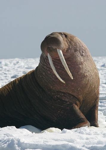 Walrus Fan Casting for Animals around the world (tv series) | myCast - Fan Casting Your Favorite ...