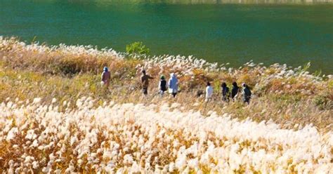 남한강 갈대숲이 만든 풍경 가을 정취 물씬