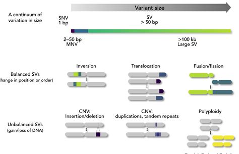 Diversity Of Structural Variants Genetic Variants Vary In