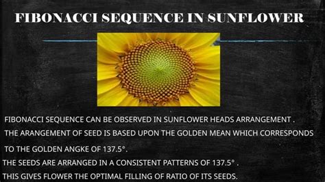 Fibonacci Sequence Maths Exb 1pptxiiiii Ppt