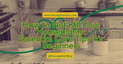 How To Not Kill Your Houseplants Essential Care Tips For Beginners