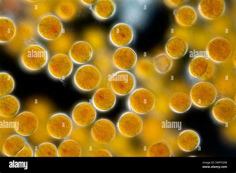 Algae Light Micrograph Stock Photo Alamy