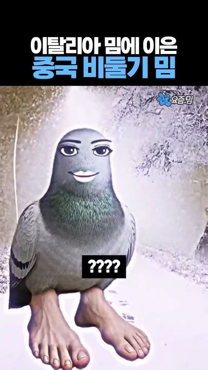 이탈리아 밈에 이은 중국 비둘기 밈 ㅋㅋㅋ Youtube