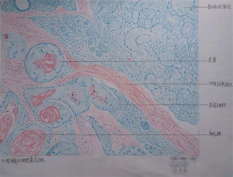 口腔组织病理学部分绘图期末纪念 哔哩哔哩
