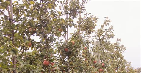 Under The Apple Tree Carolina Pinglo