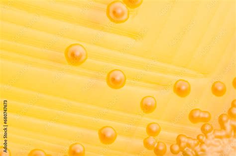 Vibrio Cholerae Macro View Of Colonies Growing In A Petri Dish With