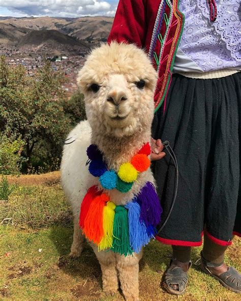 30 Adorable Photos Of Friendly Alpacas That Will Brighten Up Your Day
