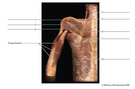 Figure 23 9 Identify The Posterior Muscles Of The Left Shoulder Of A
