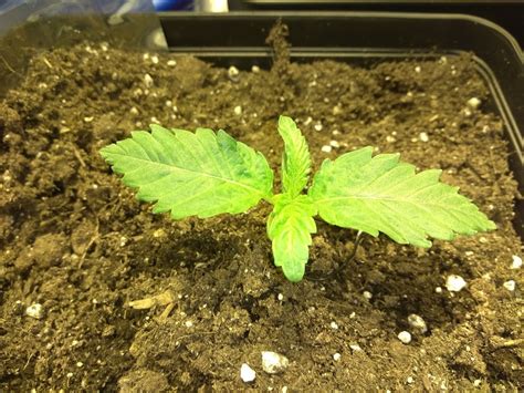 Weedomatic La Caja Loca De Uborzz